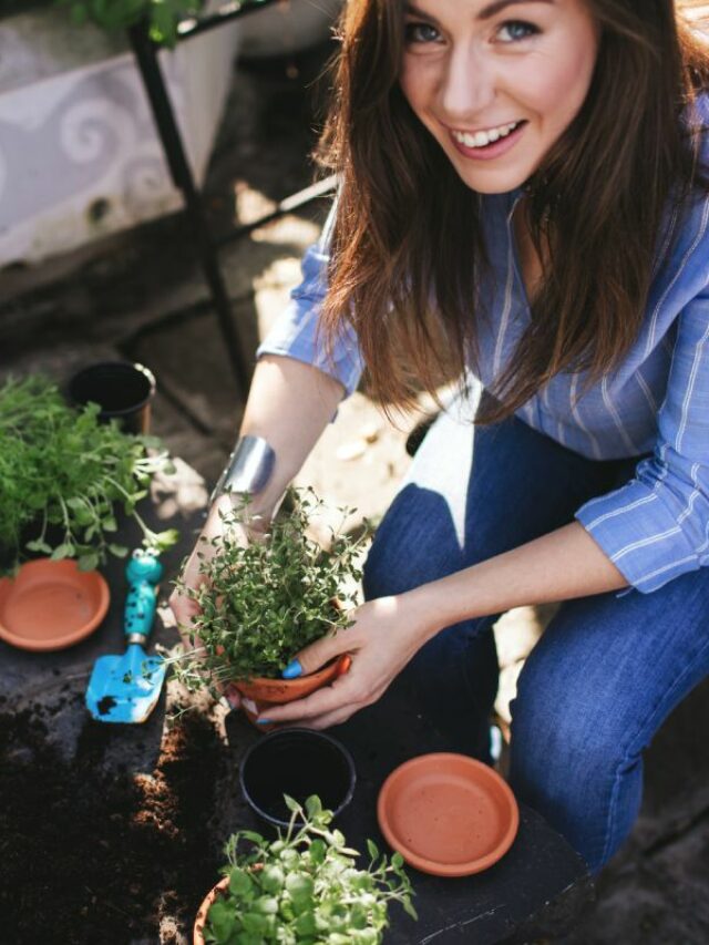 Como fazer horta em casa: passo a passo para ter sua horta